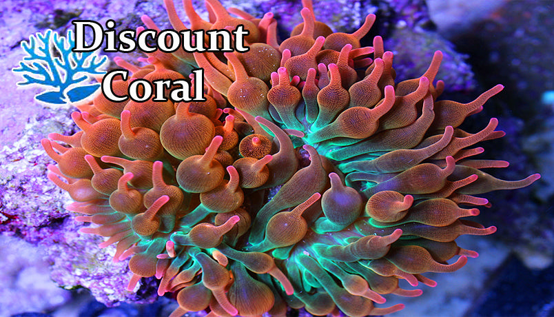 Sea Anemones for Sale - Exotic Saltwater Sea Anemones - Discount Coral ...