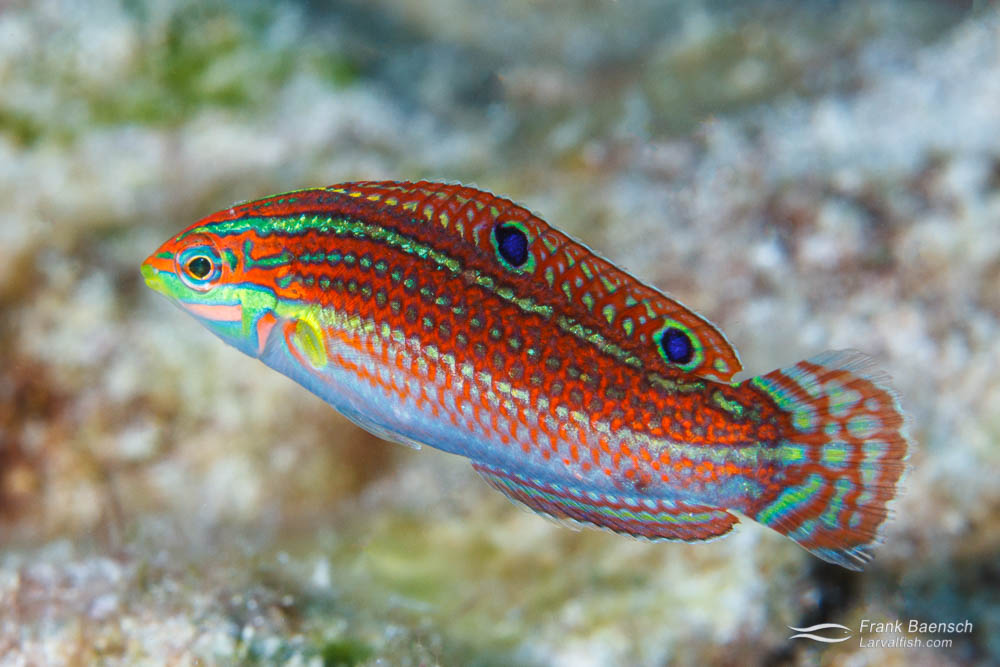 Wrasse Fish for Sale - Reef Safe Wrasse - Discount Coral – discountcoral