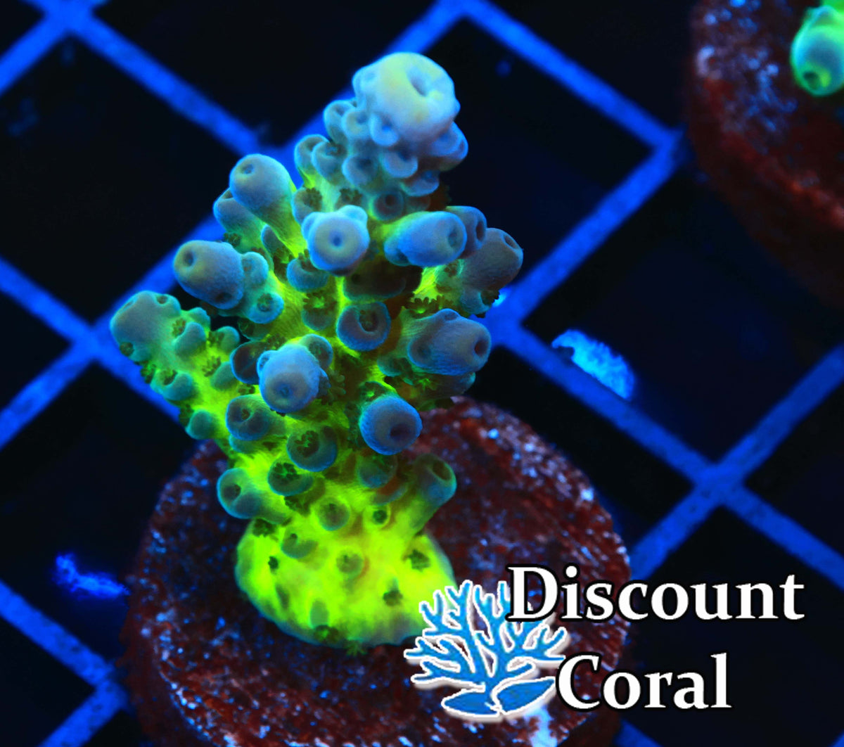 Cali Tort Acropora - Cultured Acropora Coral - California Tortuosa ...