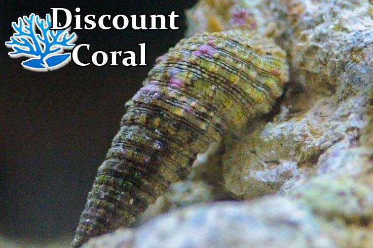 Cerith Snail - Reef Snails for Sale | Saltwater Marine Aquarium Snails ...