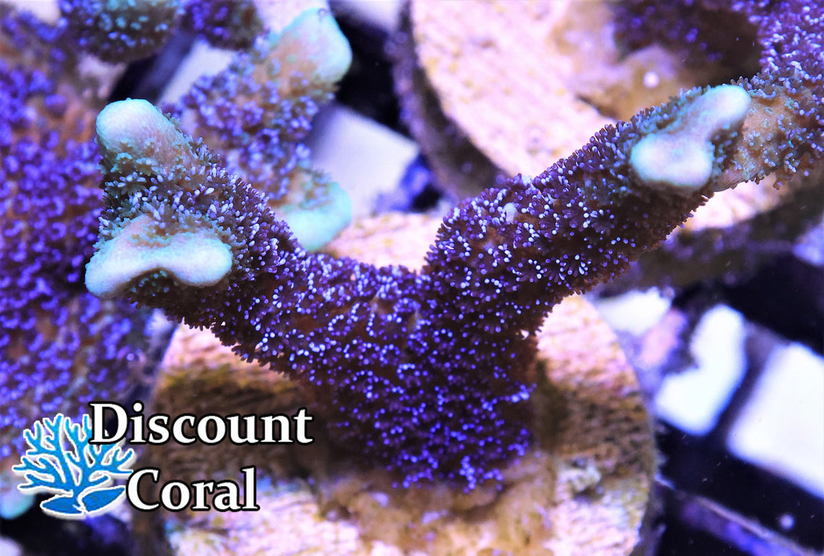 German Blue Montipora Digitata Coral - German Blue Digitata Frags ...