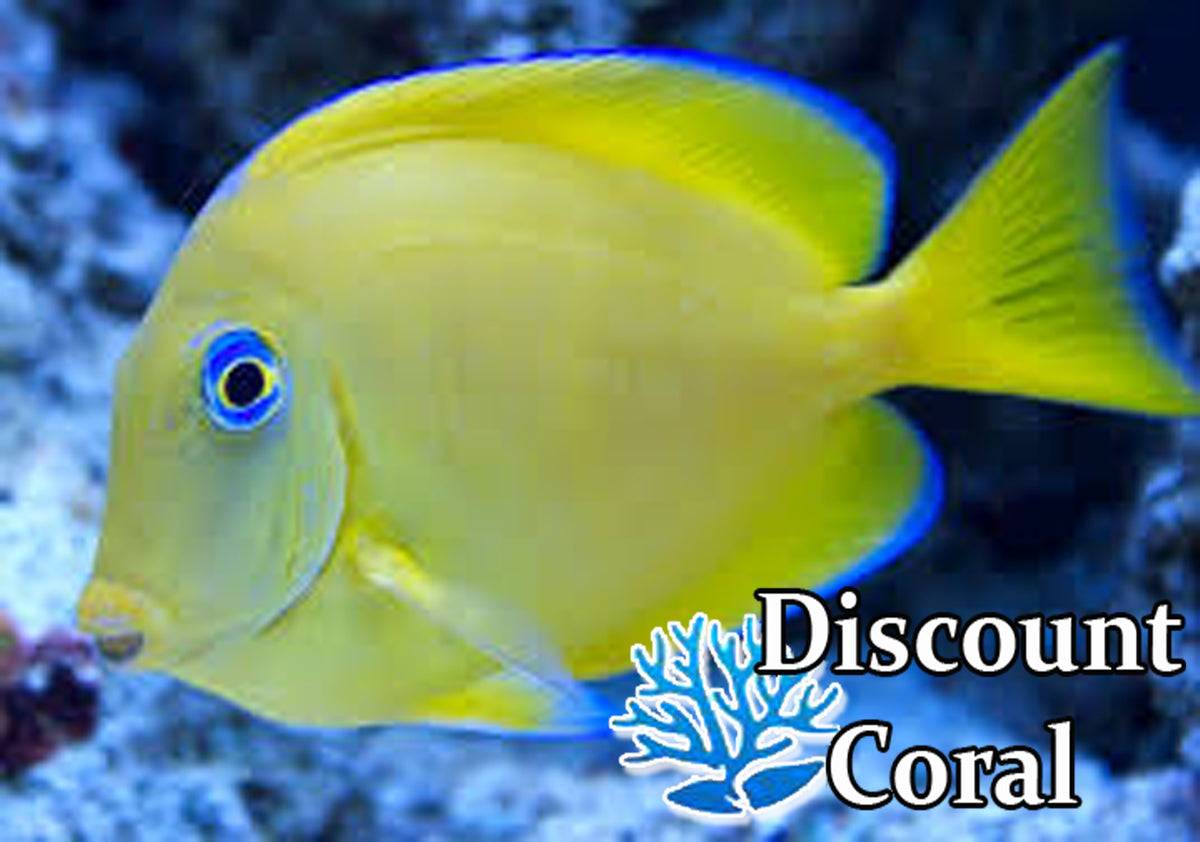 Golden Blue Eye Tang - Two-Spot Bristletooth Tang - Bristletooth Tangs ...