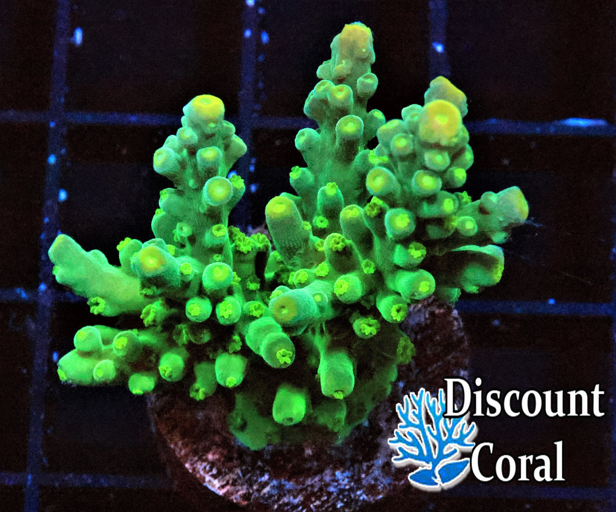 Kermit the Frog Tort Acropora - Cultured Kermit the Frog Acro Coral ...