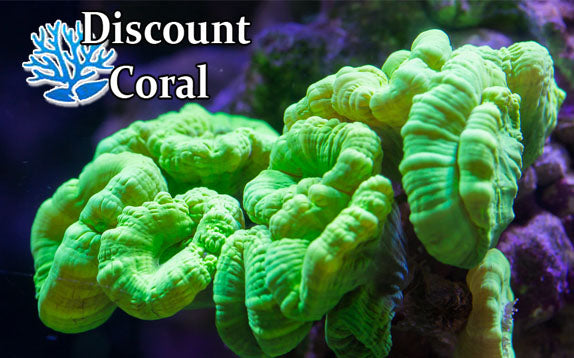 Kryptonite Candy Cane Coral - Toxic Neon Green Candy Cane – discountcoral