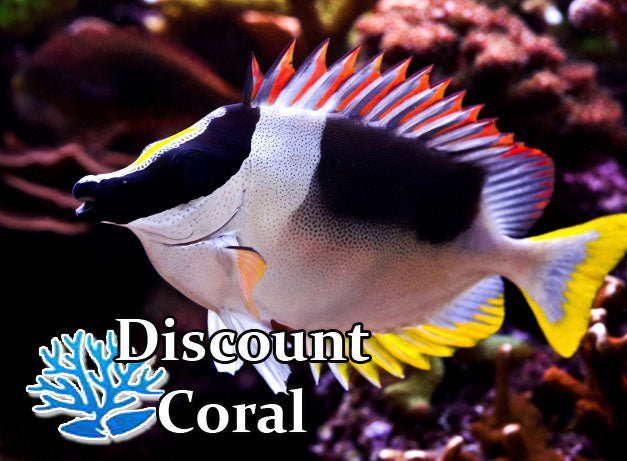 Magnificent Foxface - Rabbitfish - Andaman Foxface - Red Fin Foxface ...