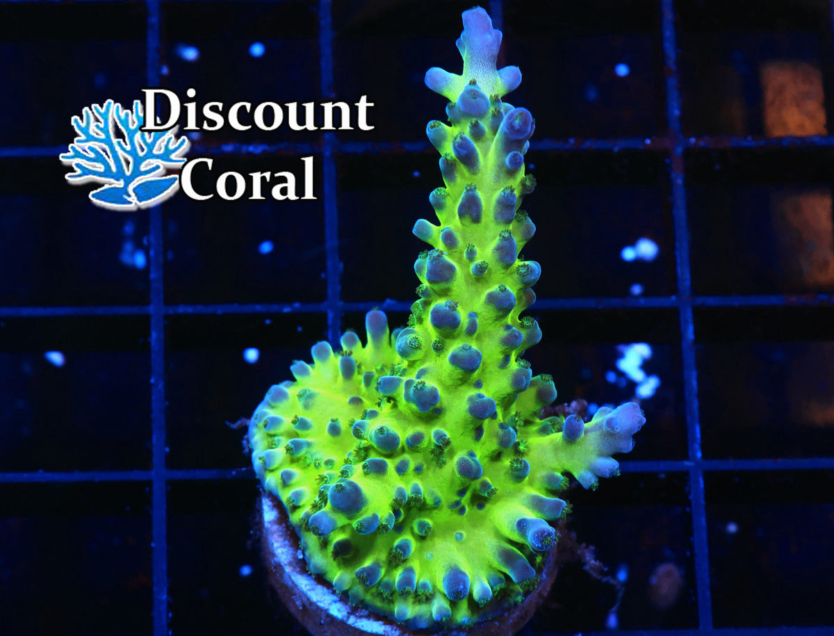 Miyagi Tort Acropora - Cultured Miyagi Tort Acropora Coral for Sale ...
