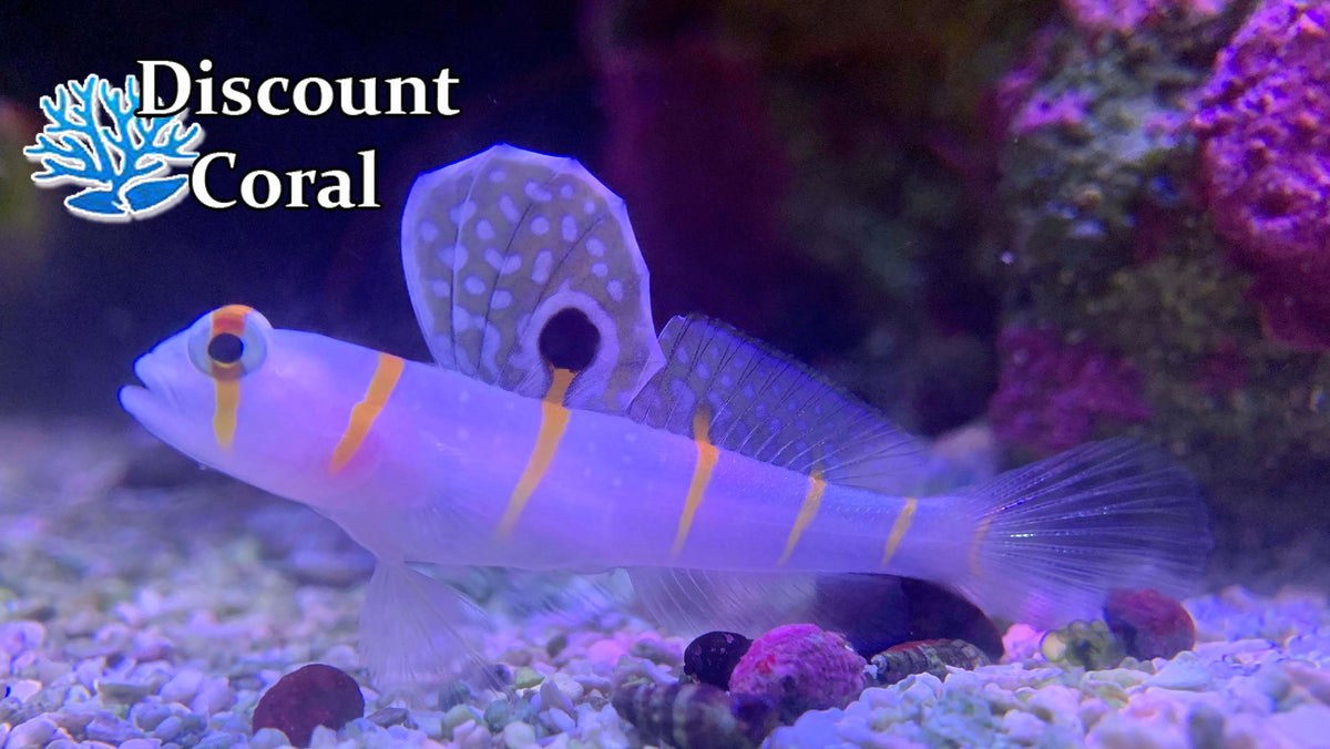 Randall's Prawn Goby - Orange Stripe Prawn Goby - Saltwater Fish ...