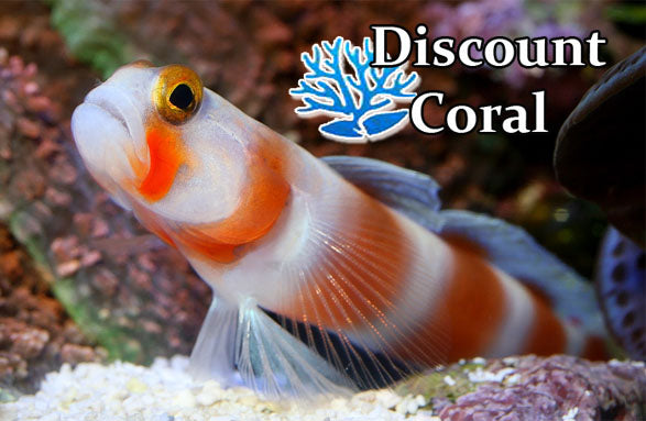 Orange Banded Prawn Goby - Orange Stripe Prawn Goby For Sale ...