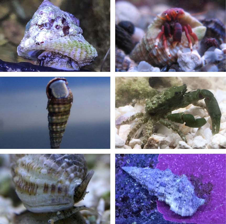 Clean Up Crew 30 Gallon - Reef Safe Package – discountcoral