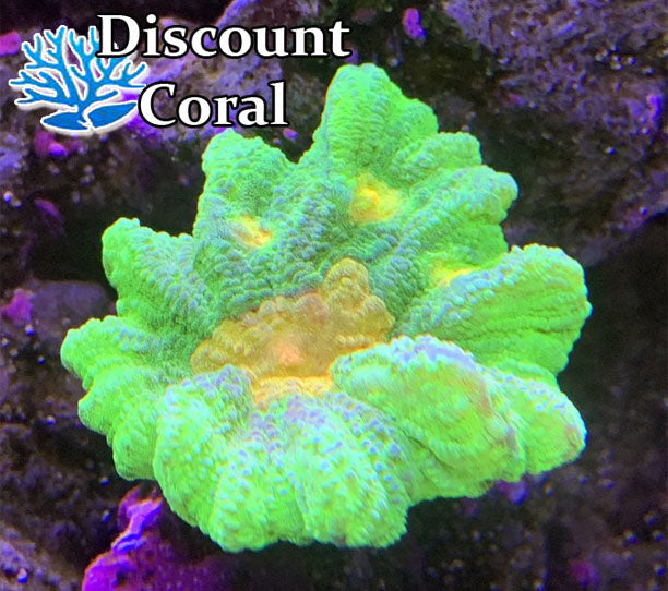 Space Invader Coral - Pectinia Coral - Space Invader Pectinia Care ...