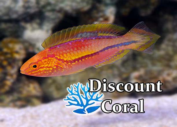 Splendid Pintail Fairy Wrasse - Pintail Fairy Wrasse – discountcoral