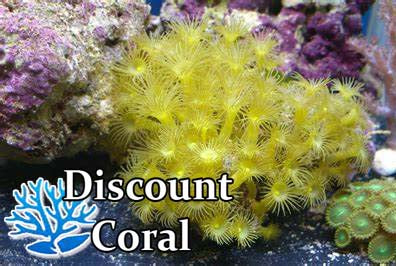 Yellow Polyps - Yellow Star Polyps Zoa Colony - Discount Coral ...