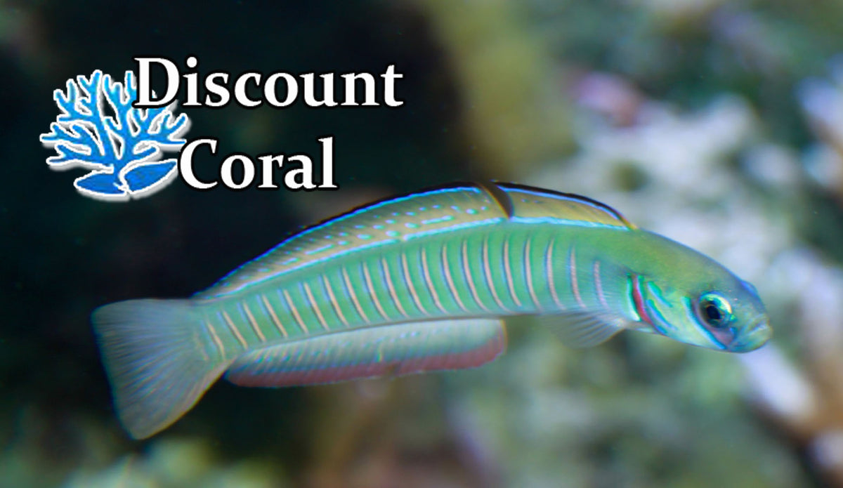 Bar Goby Fish - Zebra Dartfish for Sale - Discount Coral – discountcoral