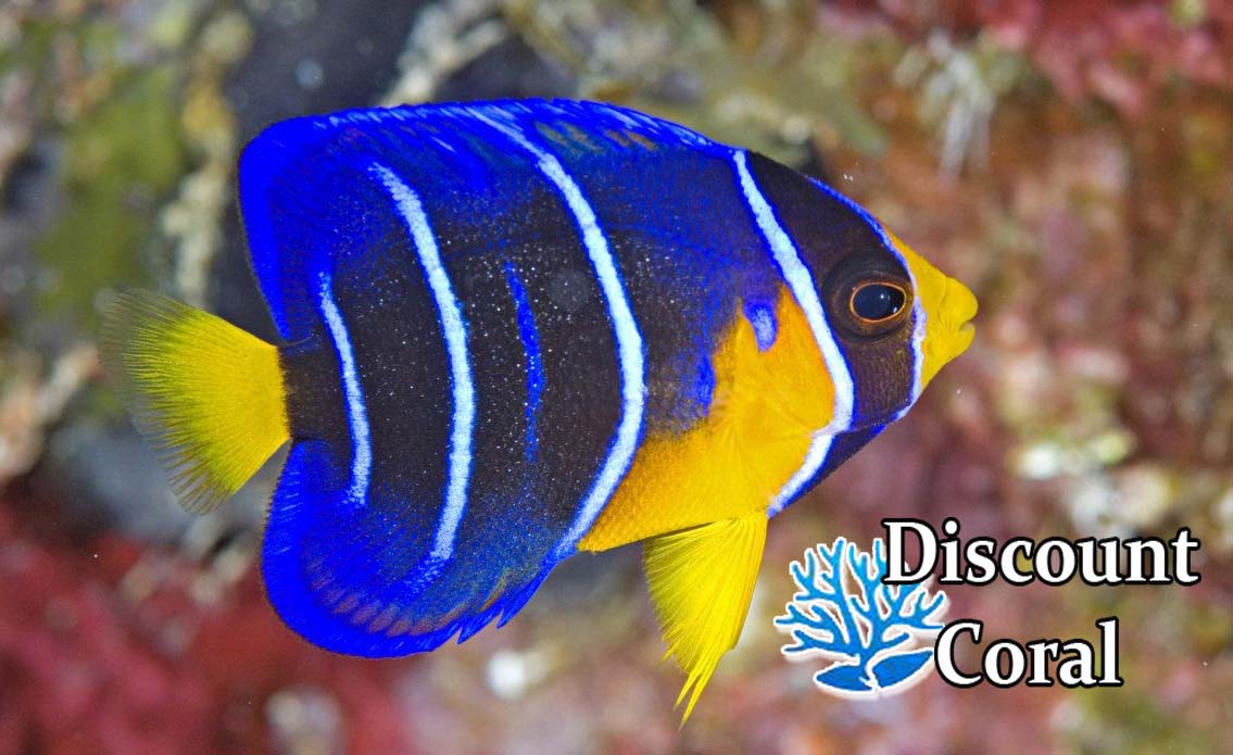 Queen Angelfish - Holacanthus Ciliaris - Angelfish – discountcoral