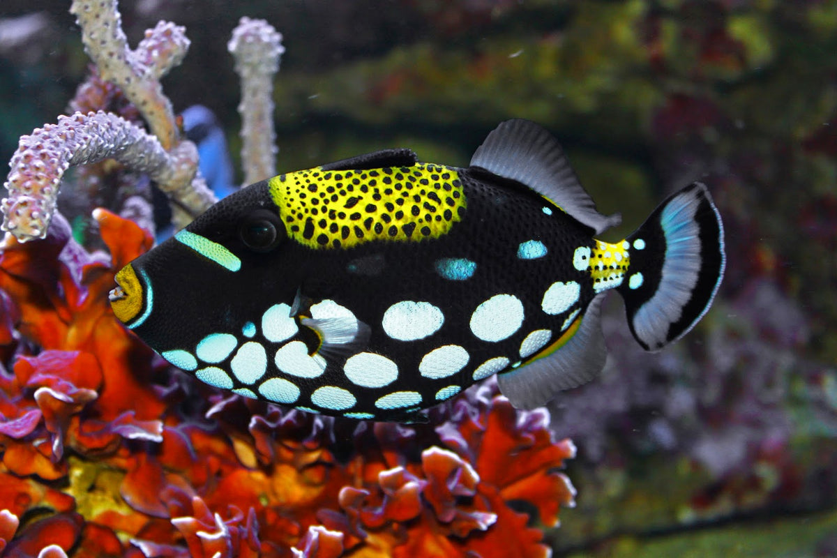 Clown Triggerfish for Sale - Big Spotted Triggerfish Care - Discount ...