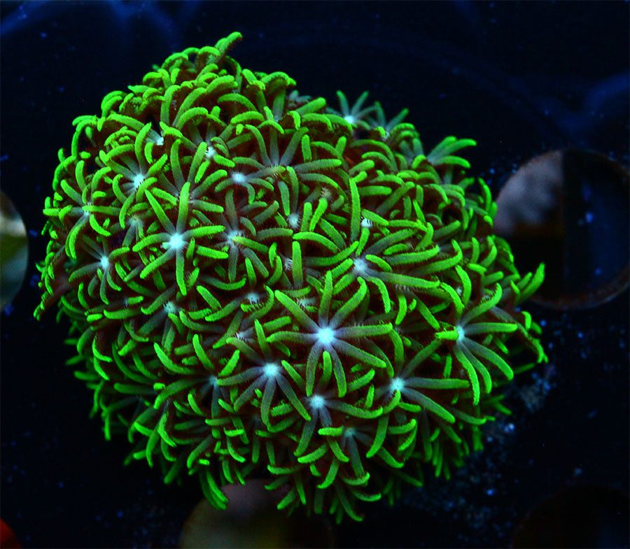 Green Star Polyp Coral - GSP Coral Frags - Star Polyps / Daisy Polyps ...