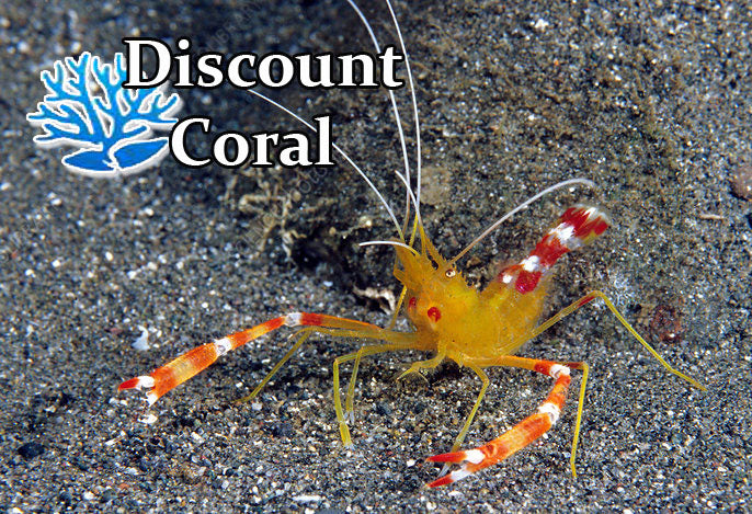 Gold Coral Banded Shrimp - Banded Boxer Shrimp - Coral Banded Shrimp ...