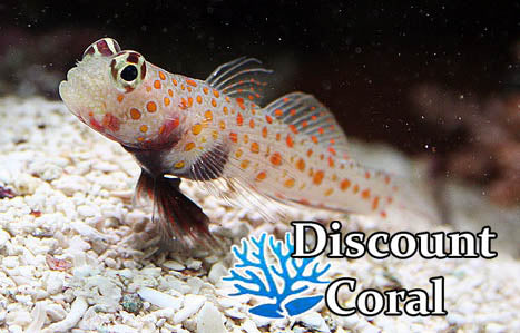 Orangespot Prawn Goby Fish - Spotted Prawn Goby - Orange Spotted Shrimp ...