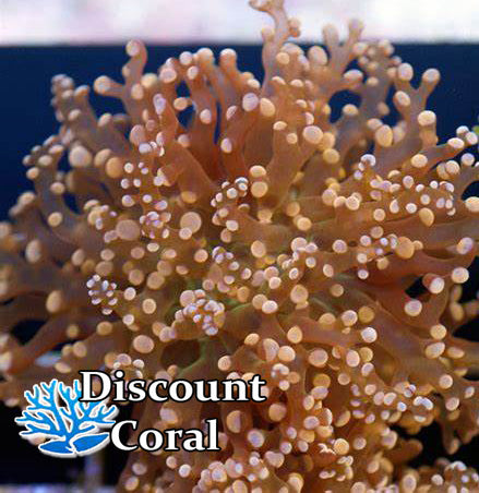 Orange Tip FrogSpawn - Branching Frogspawn Frags - Discount Coral ...