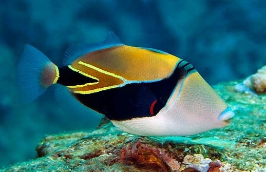 Wedge Tailed Triggerfish - Buy Rectangle Triggerfish - V-line Humuhumu ...