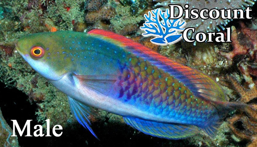 Blue Sided Fairy Wrasse Male – discountcoral