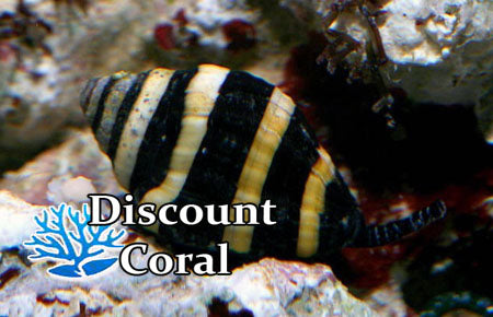 Bumble Bee Snails – discountcoral