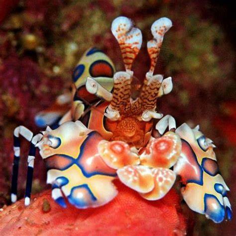 Harlequin Shrimp for Sale - Clown Shrimp Care - Painted Shrimp ...
