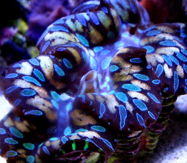 Blue-Red Teardrop Clam - Teardrop Noae Clams - Saltwater Aquarium Clam ...