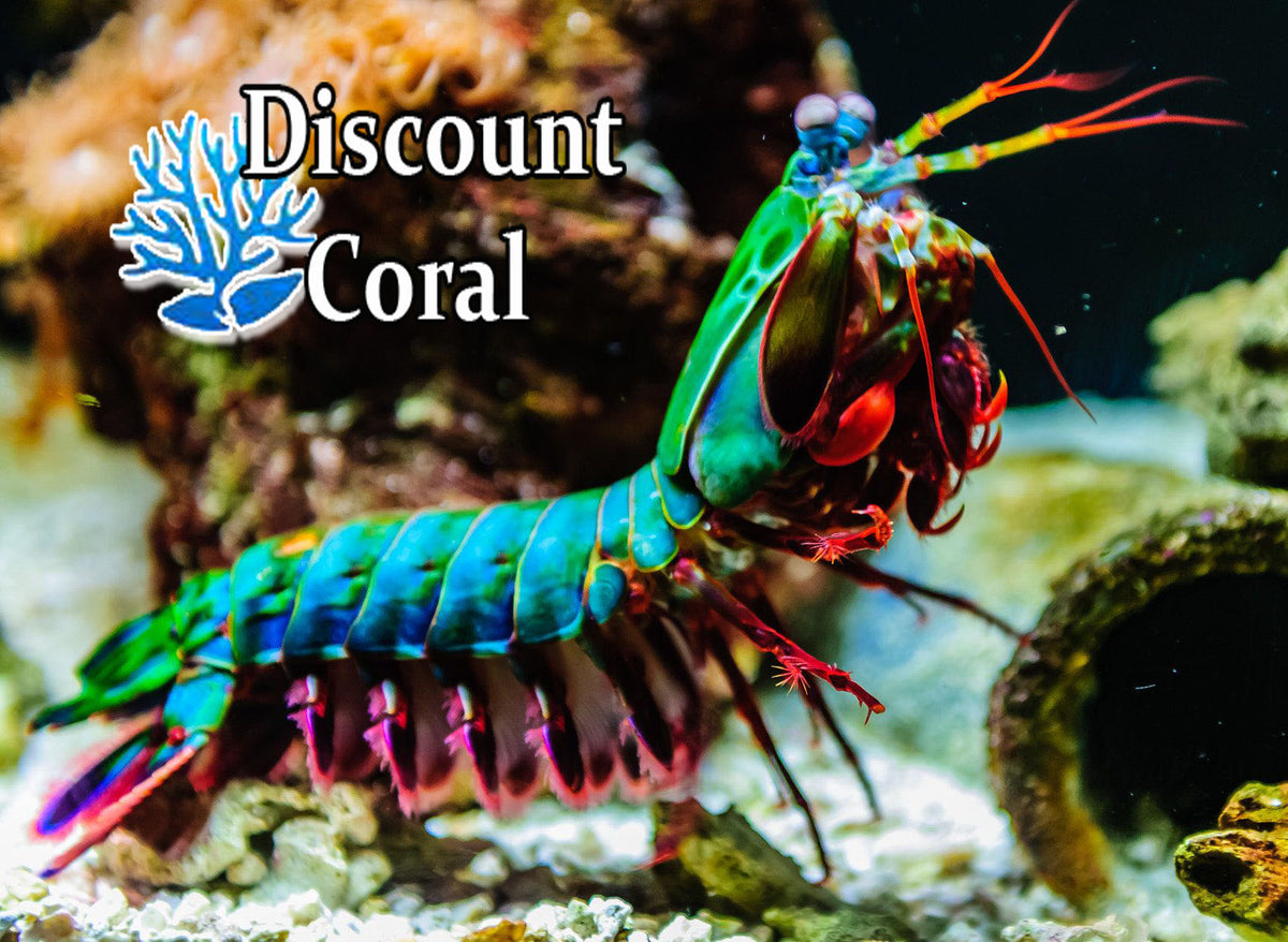 Peacock Mantis Shrimp - Rainbow Mantis Shrimp - Painted Mantis Shrimp ...