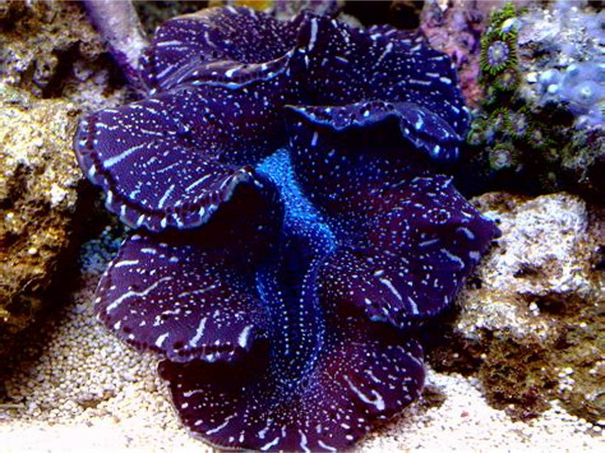 Purple Blue Maxima Clam - Tridacna Maxima - Saltwater Aquarium Clams ...