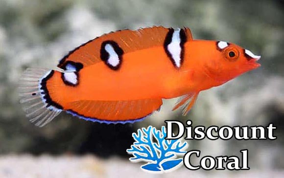 Red Coris Wrasse Juvenile - Clown Wrasse - Red Labrid Wrasse ...